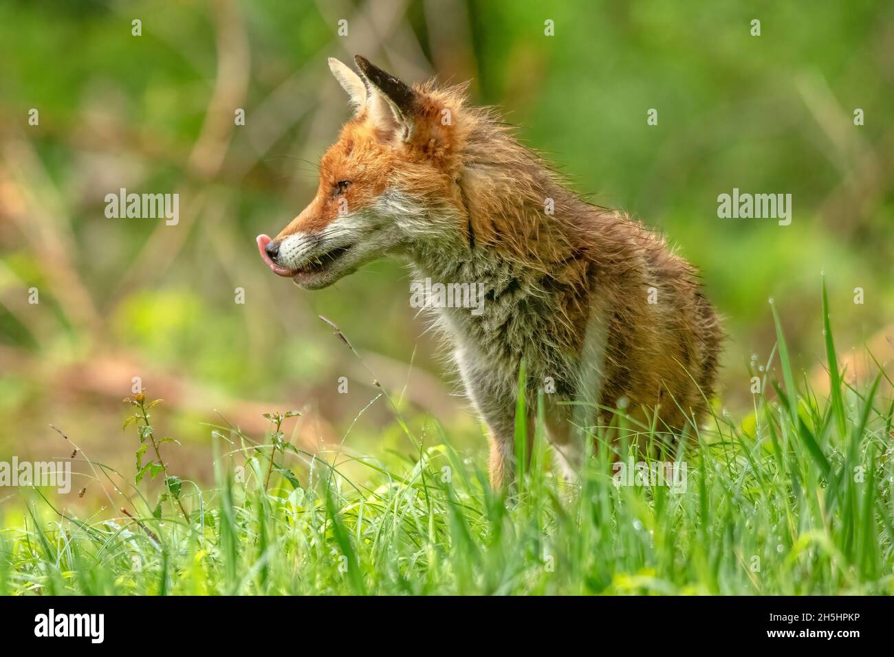 Vulpes vulpes,Fuchs,Rotfuchs,Natur,Schweiz,Wild,Säugetier *** Local ...
