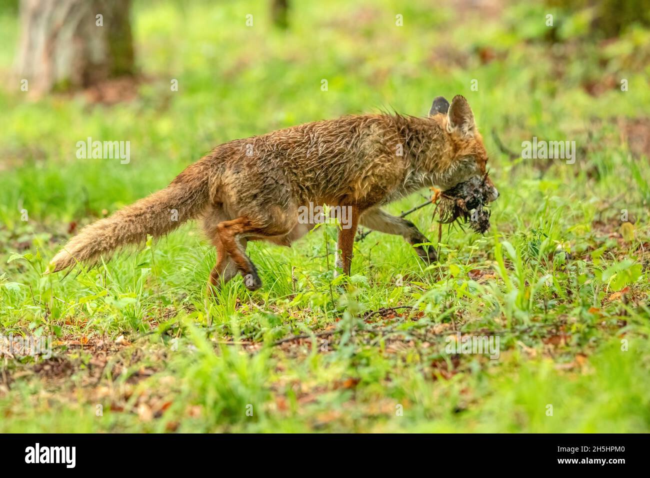 Vulpes vulpes,Fuchs,Rotfuchs,Natur,Schweiz,Wild,Säugetier *** Local ...