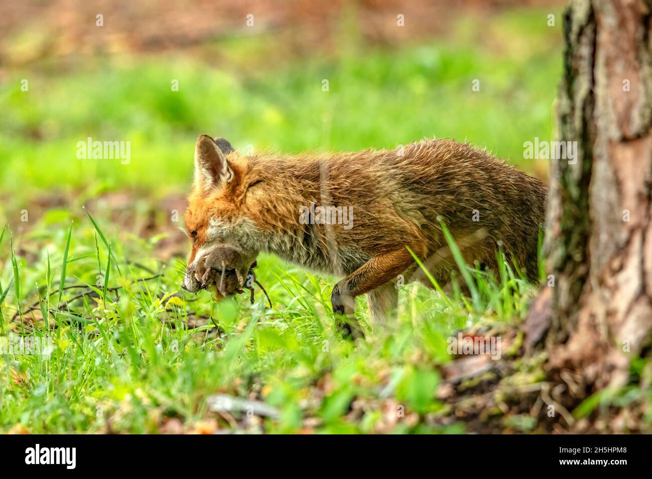 Vulpes vulpes,Fuchs,Rotfuchs,Natur,Schweiz,Wild,Säugetier *** Local ...