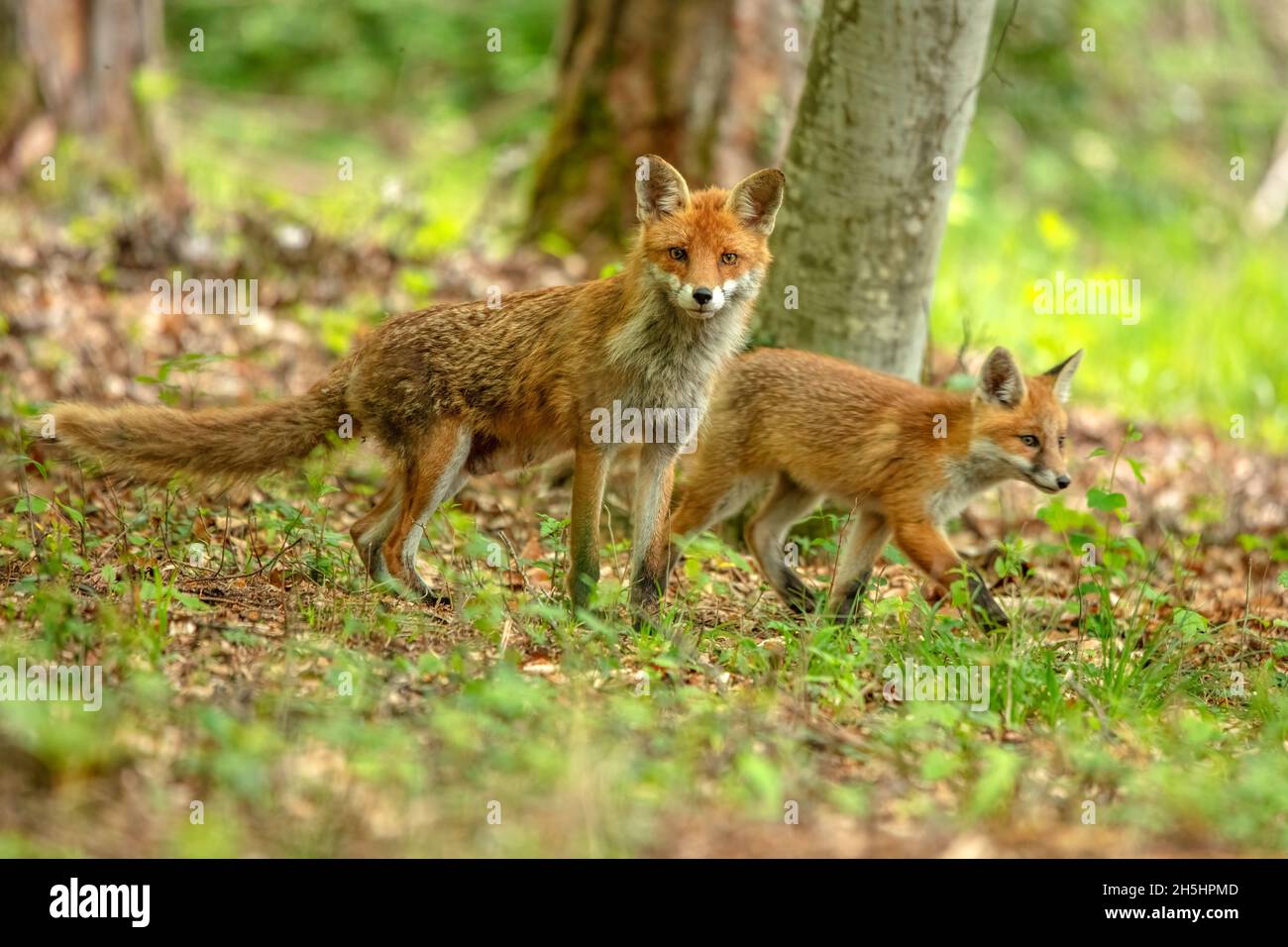 Vulpes vulpes,Fuchs,Rotfuchs,Natur,Schweiz,Wild,Säugetier *** Local ...