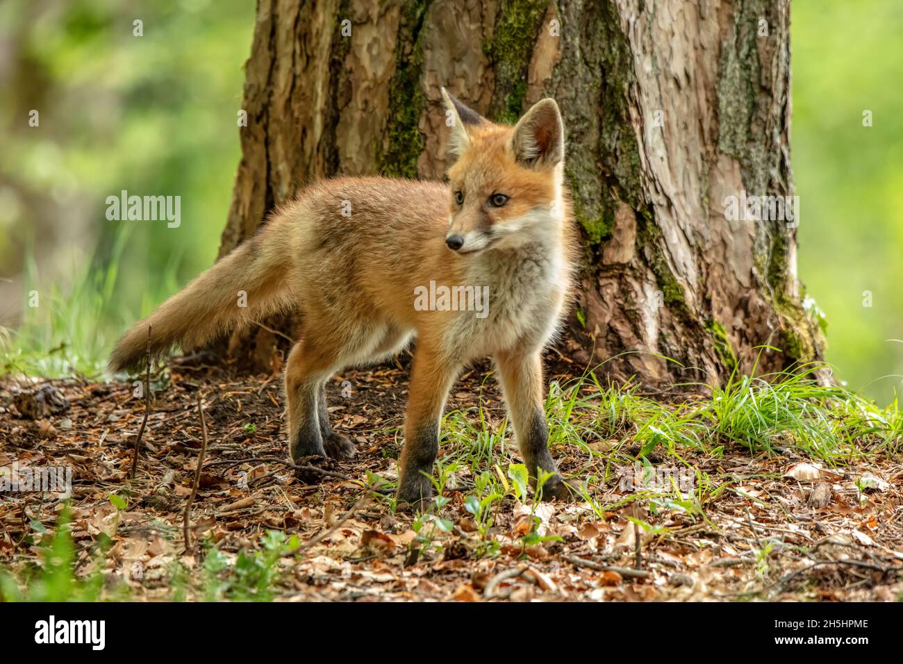 Vulpes vulpes,Fuchs,Rotfuchs,Natur,Schweiz,Wild,Säugetier *** Local ...