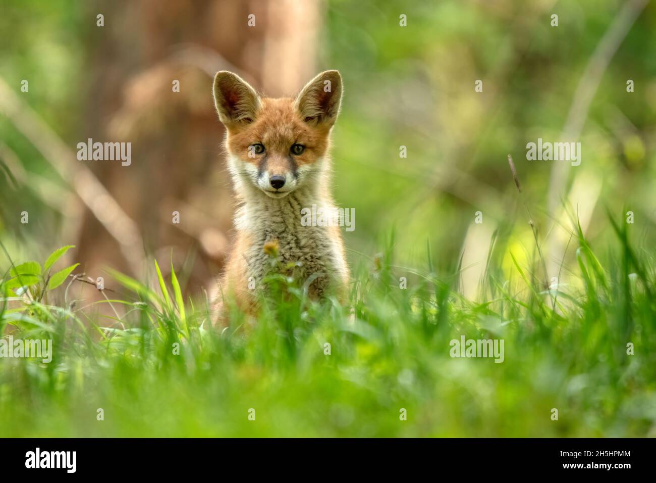 Vulpes vulpes,Fuchs,Rotfuchs,Natur,Schweiz,Wild,Säugetier *** Local ...