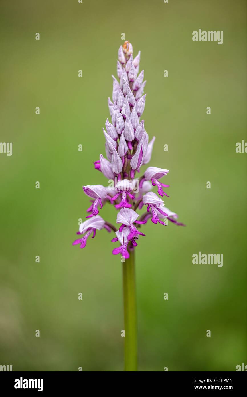 helmet orchid,Helm Orchi,Helm Knabenkraut,Helmorchidee,Knabenkraut ...