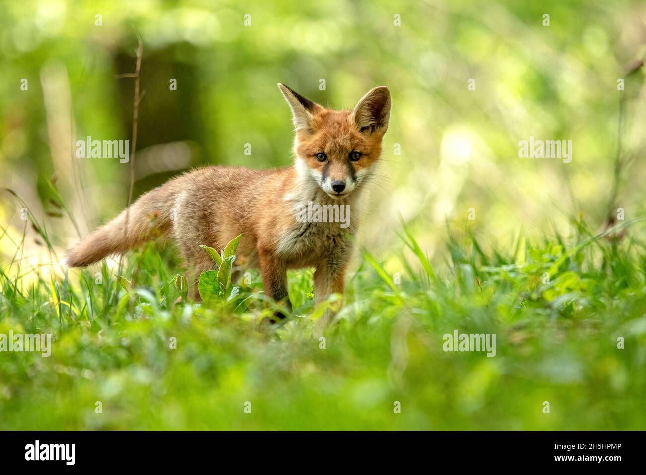 Vulpes vulpes,Fuchs,Rotfuchs,Natur,Schweiz,Wild,Säugetier *** Local ...