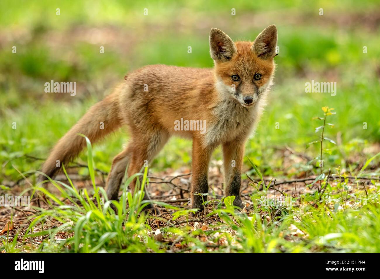 Vulpes vulpes,Fuchs,Rotfuchs,Natur,Schweiz,Wild,Säugetier *** Local ...
