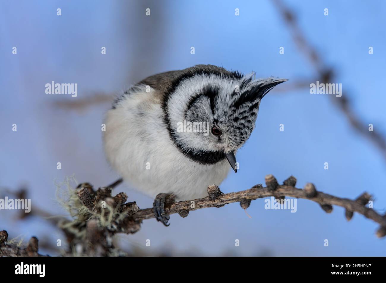 Haubenmeise,Vogel,Vögel,Tier,Natur,Schweiz,Lophophanes cristatus ...