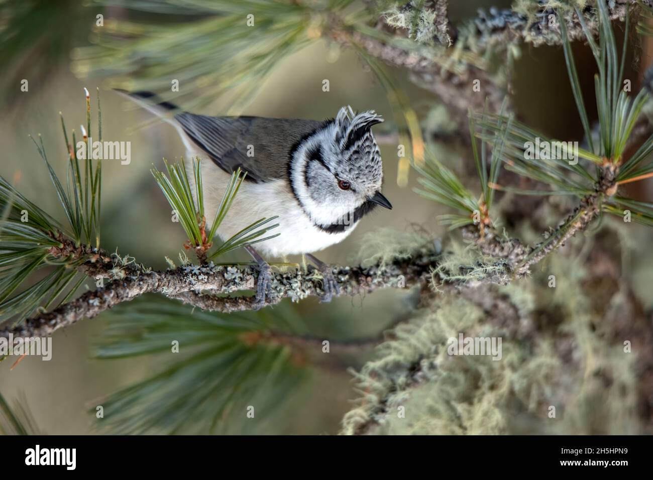Haubenmeise,Vogel,Vögel,Tier,Natur,Schweiz,Lophophanes cristatus ...