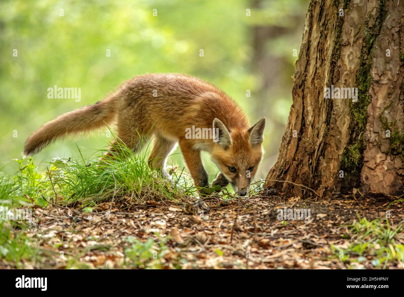Vulpes vulpes,Fuchs,Rotfuchs,Natur,Schweiz,Wild,Säugetier *** Local ...
