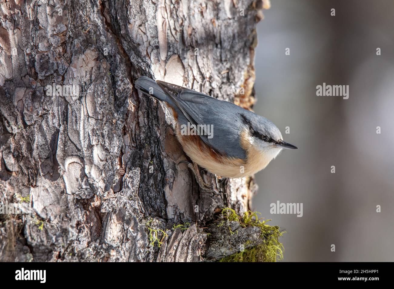 Sitta,Kleiber,Spechtmeise,Vogel,Vögel,Natur,Tier,Schweiz,Winter ...