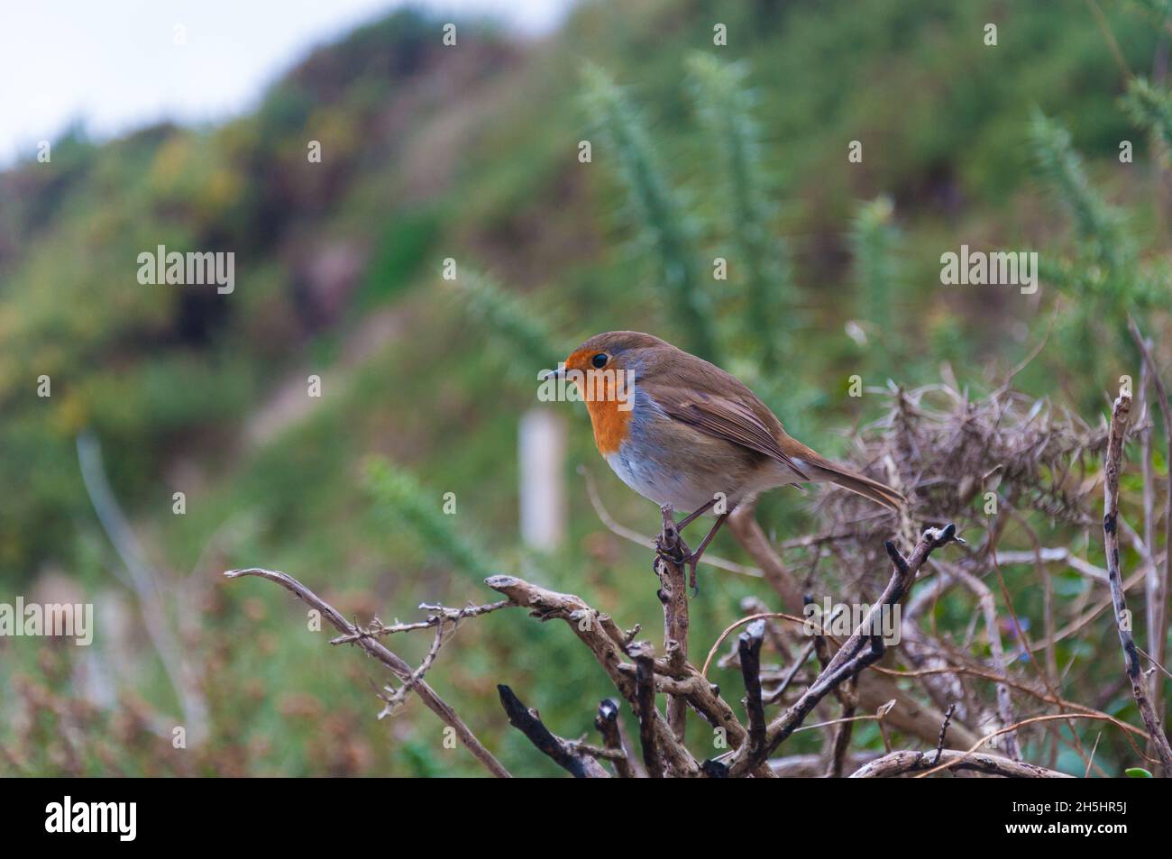 Dead shrub hi-res stock photography and images - Alamy