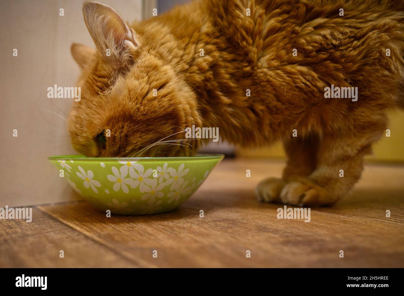 Red cat eating hi-res stock photography and images - Alamy