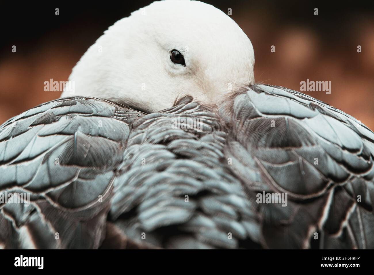 Blue morph snow goose hi-res stock photography and images - Alamy