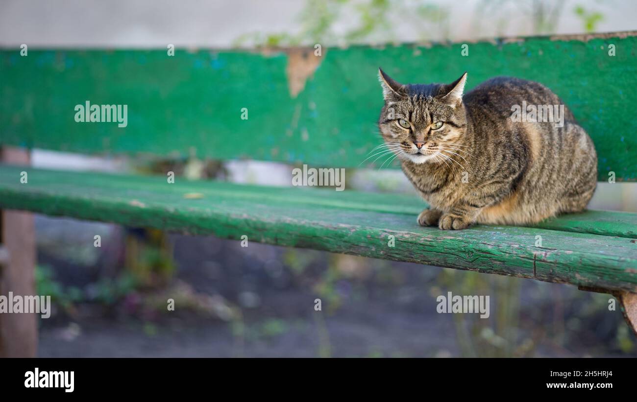 Cheeky face hi-res stock photography and images - Alamy