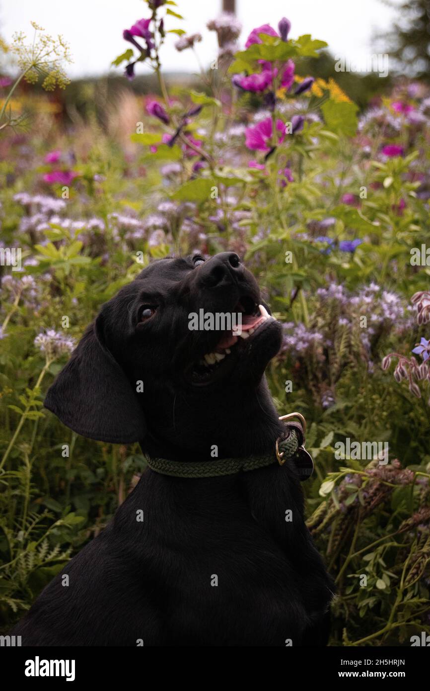 A Dog in a field of flowers watching cute Stock Photo - Alamy