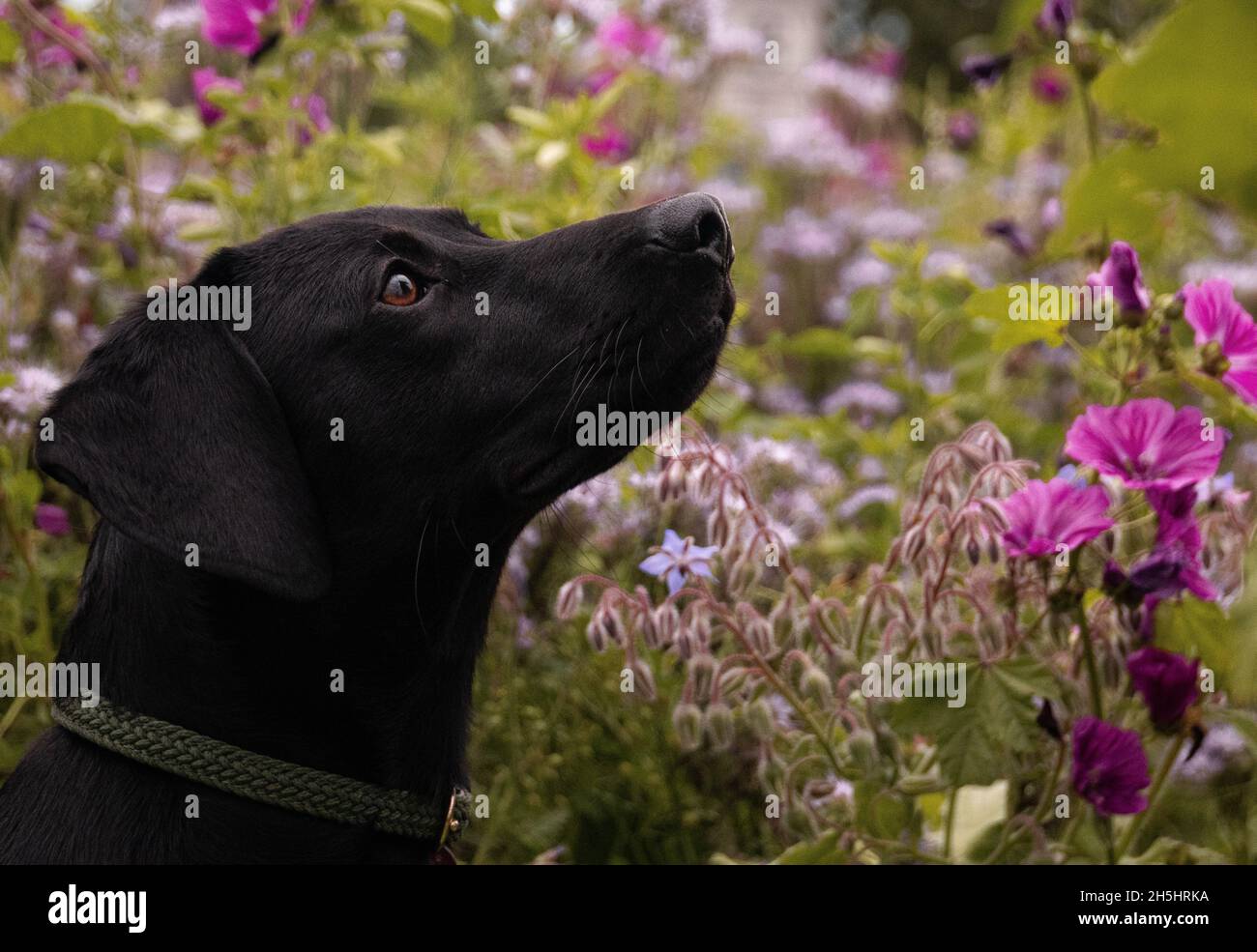 Field of flowers with dog hi-res stock photography and images - Alamy