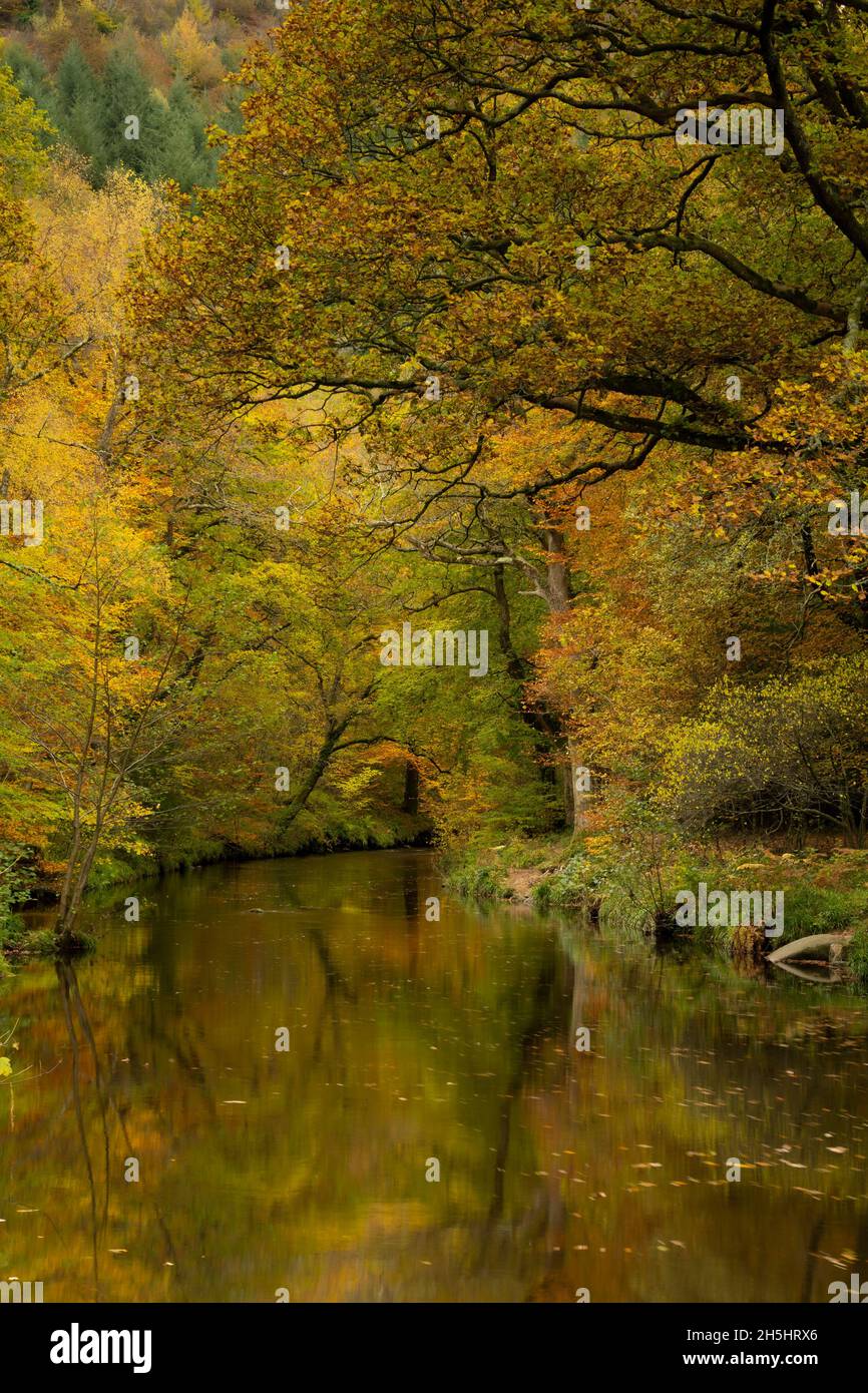 Fingle Bridge, Dartmoor, Devon, UK. 9th Nov, 2021. Weather: The trees ...