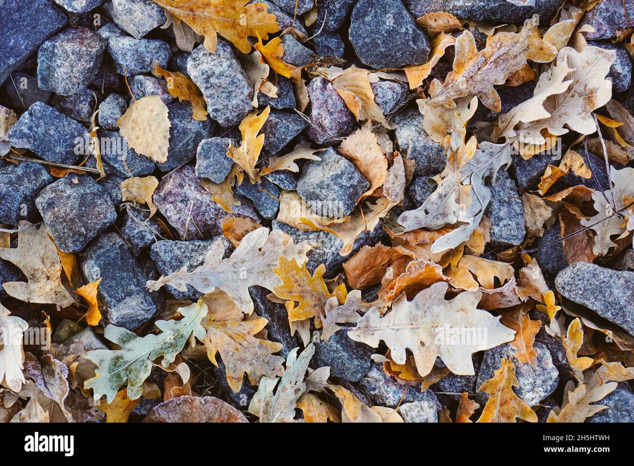 Top view of gravel texture for background with many autumn orange ...