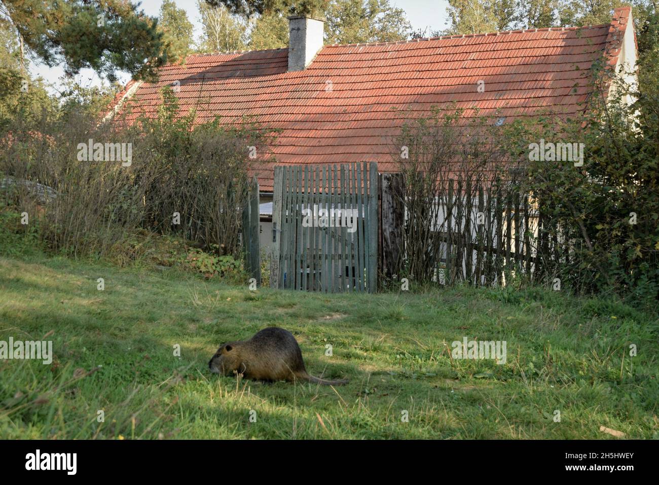 Nutria - coypu in front of the old village house Stock Photo - Alamy