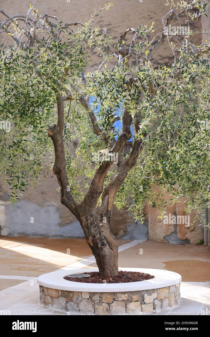 Olive tree in the place of Saint Cezaire, Alpes-Maritimes, Prealpes d ...