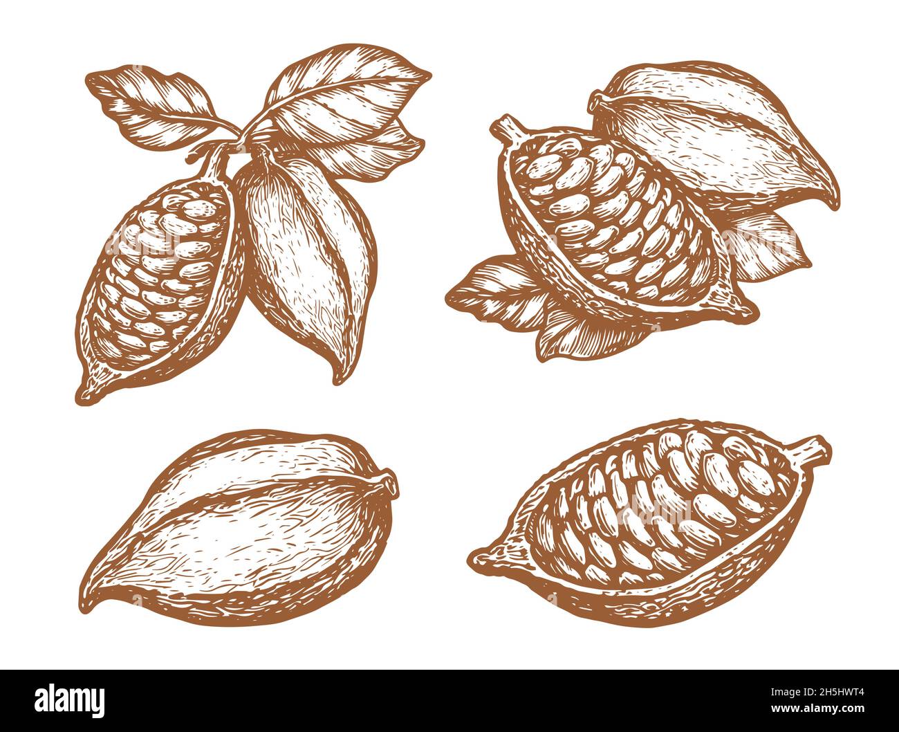 Cocoa pod illustration Cut Out Stock Images & Pictures - Alamy