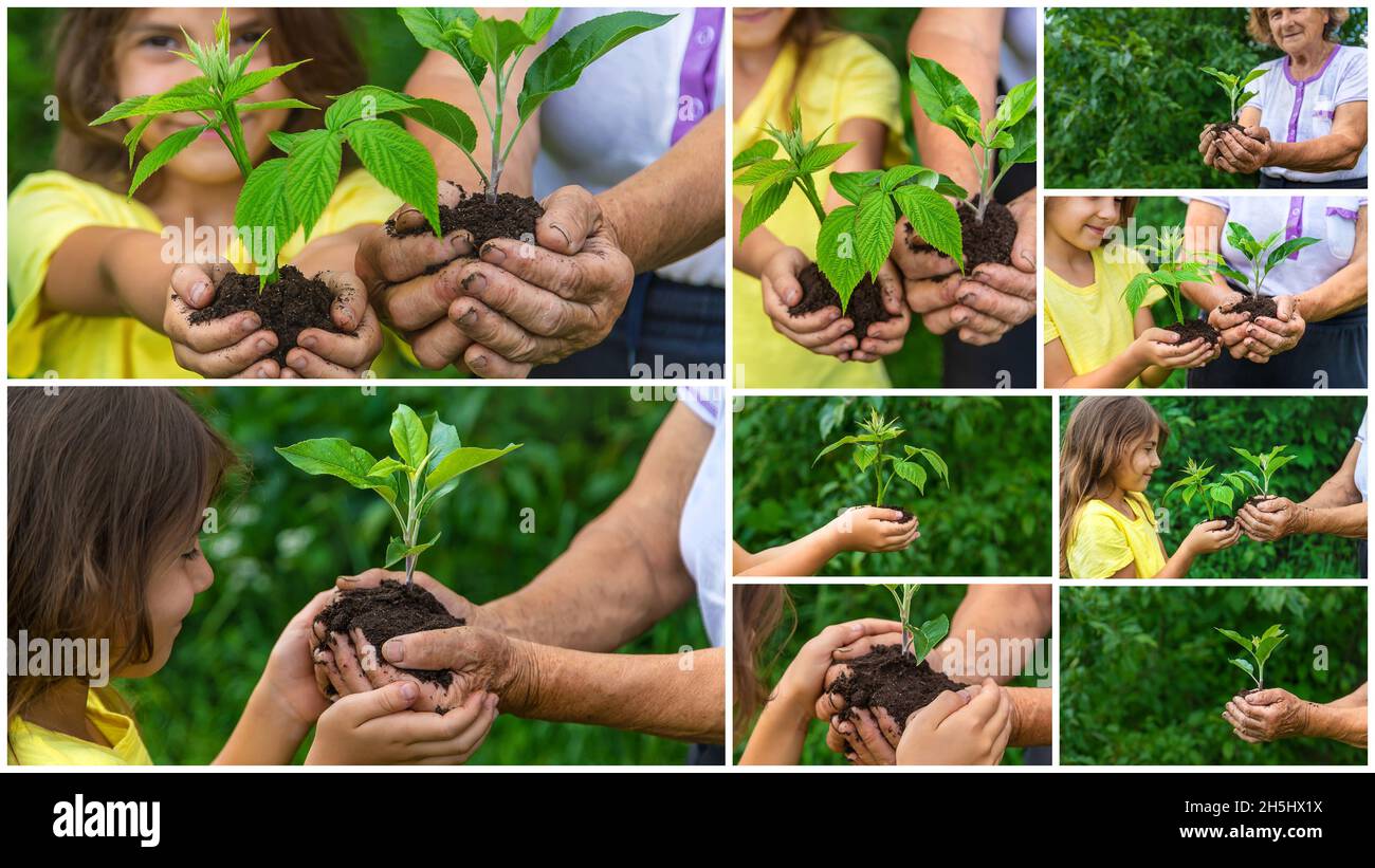 Plants Collage For Children