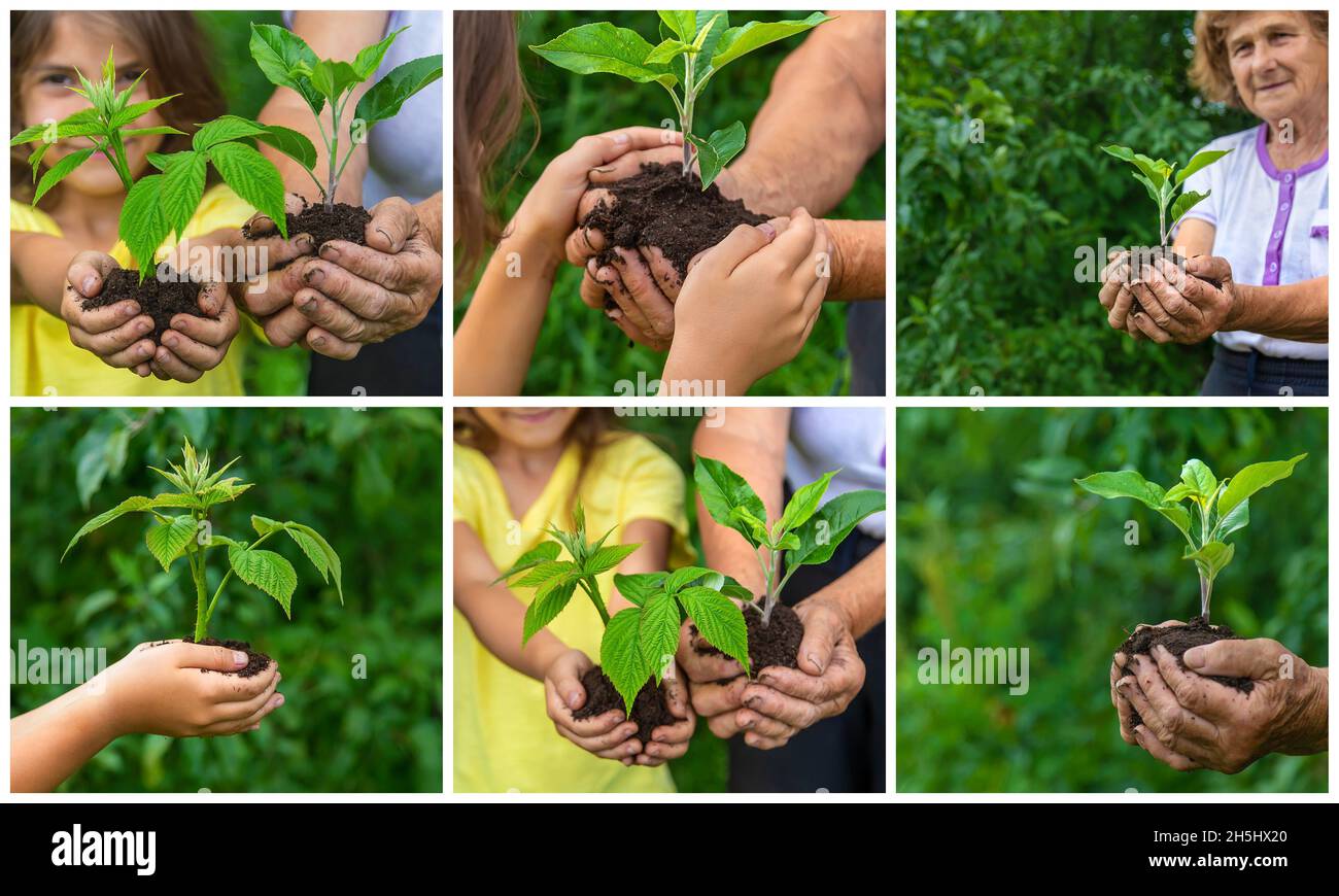 Children planting a tree Cut Out Stock Images & Pictures - Alamy