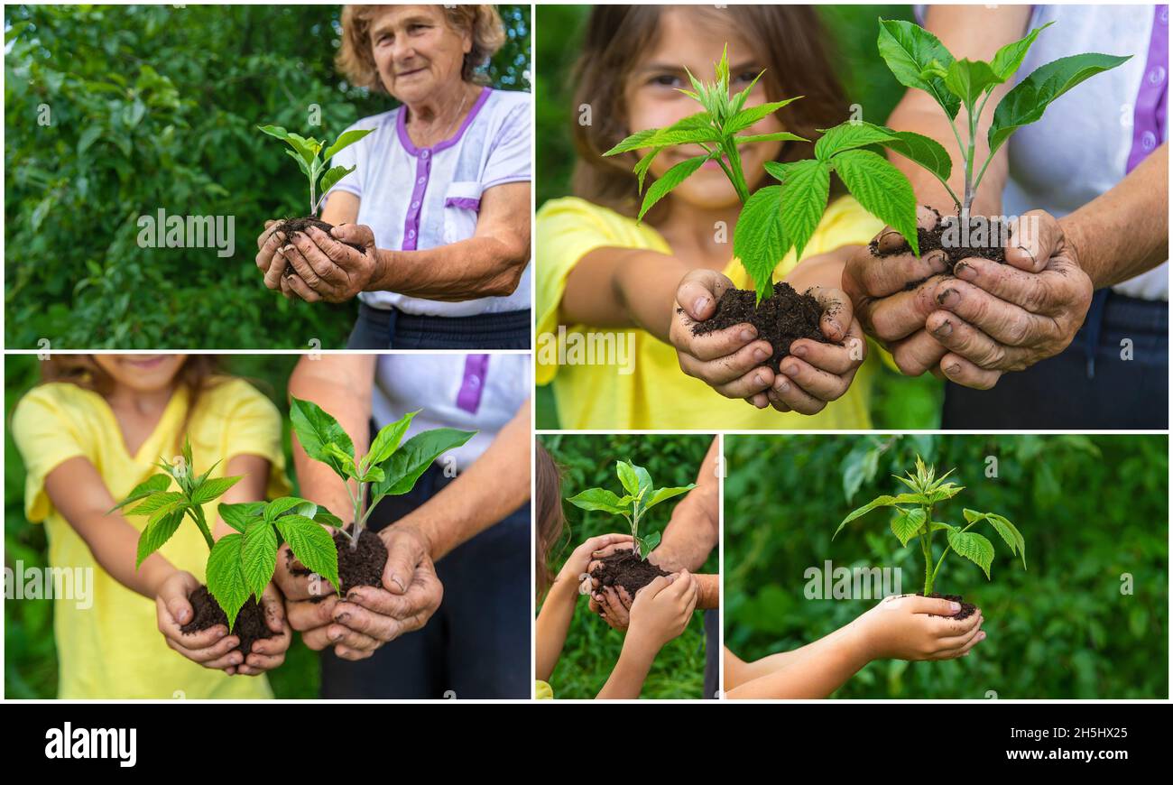 Collage child and grandmother planting a plant. Selective focus. Kid ...