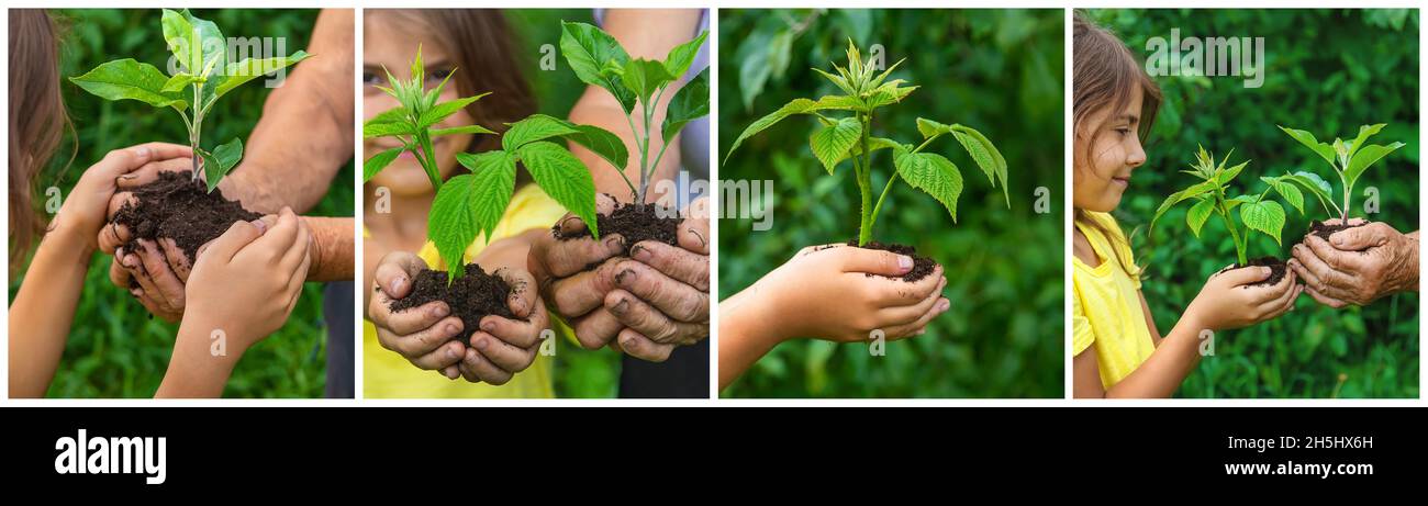 Plants Collage For Children