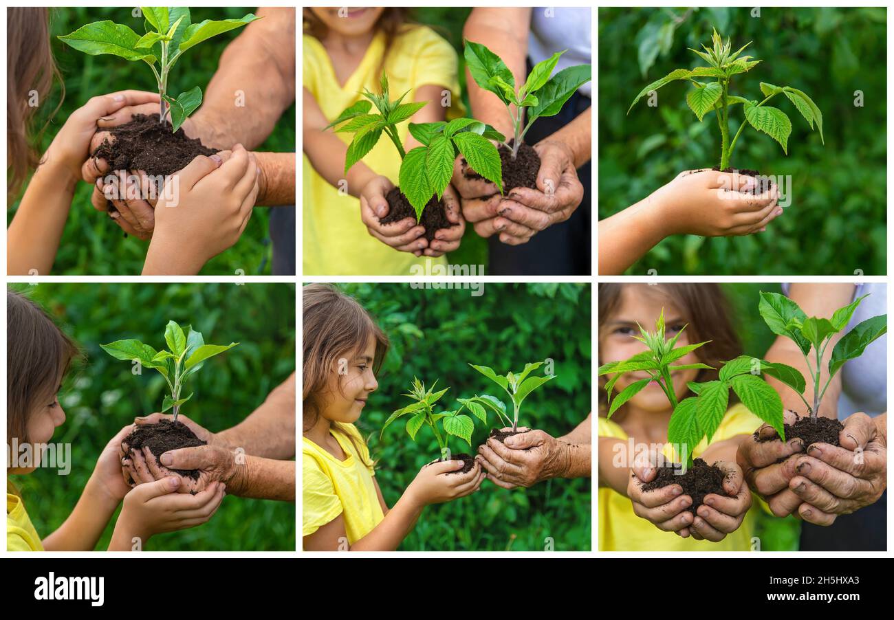 Children planting a tree Cut Out Stock Images & Pictures - Alamy