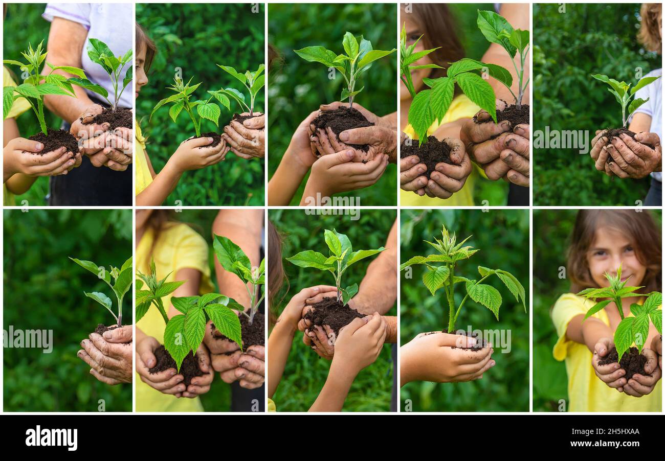 Collage child and grandmother planting a plant. Selective focus. Kid ...