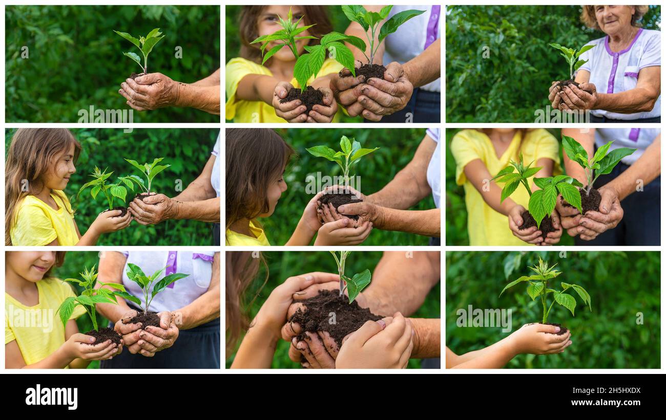 Collage child and grandmother planting a plant. Selective focus. Kid ...