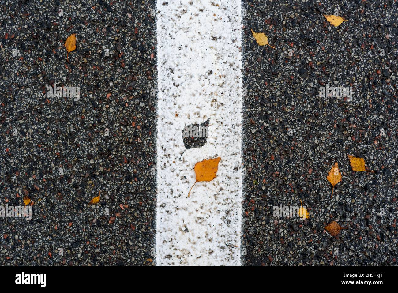 White Road median strip with leaf imprint and yellow birch leaf near it ...