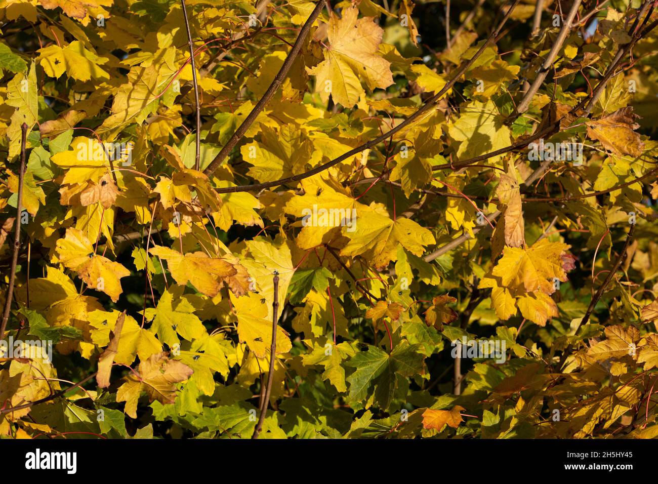 In autumn the leaves of the Sycamore turn golden yellow as they prepare ...