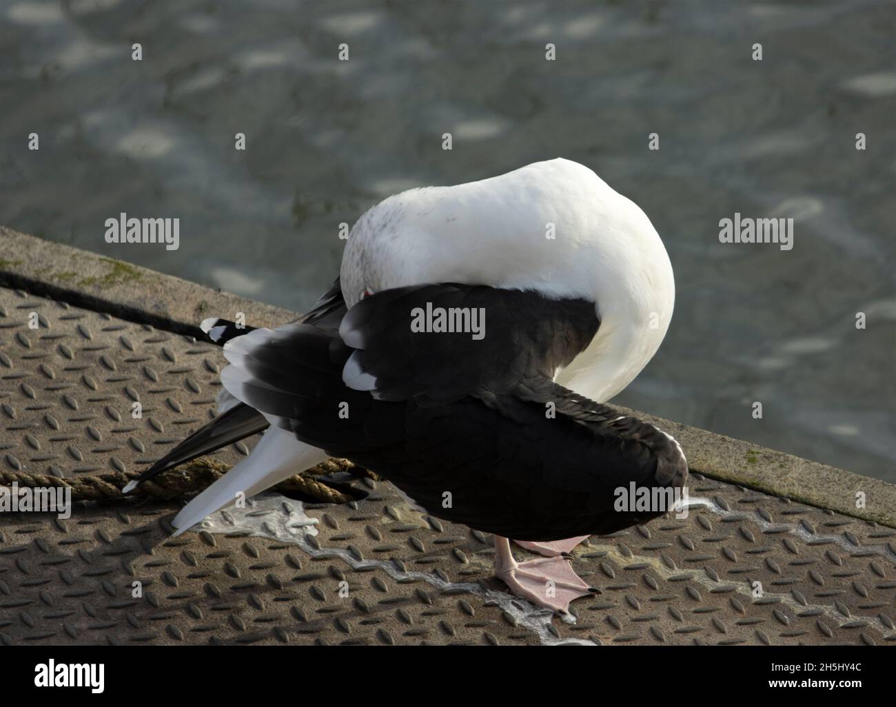 The uropygial gland is situated at the base of the tail and helps birds ...