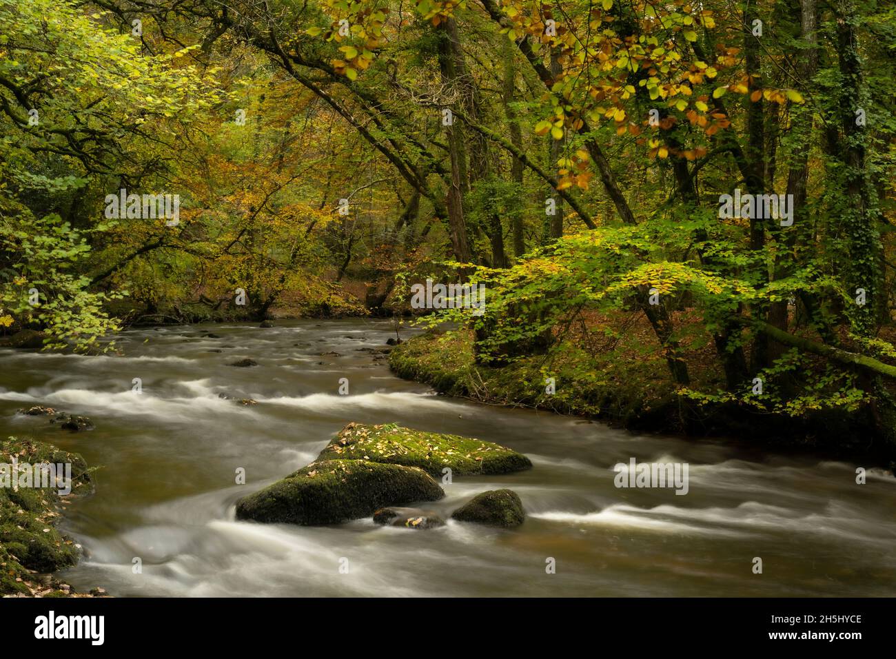 Fingle Bridge, Dartmoor, Devon, UK. 9th Nov, 2021. Weather: The trees ...