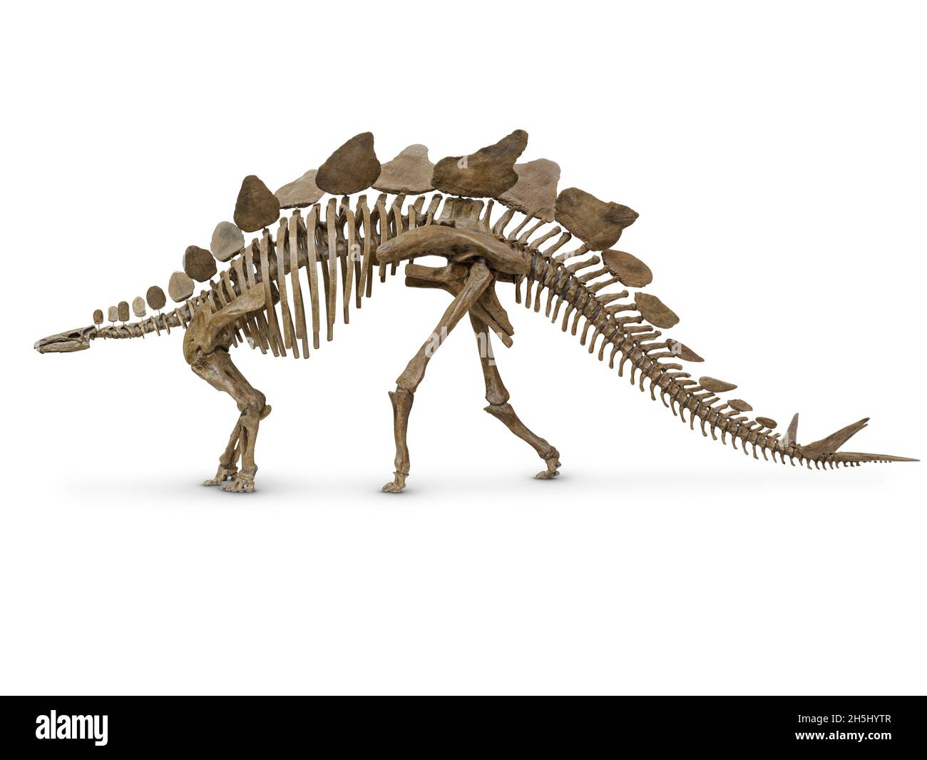 Stegosaurus skeleton hi-res stock photography and images - Alamy