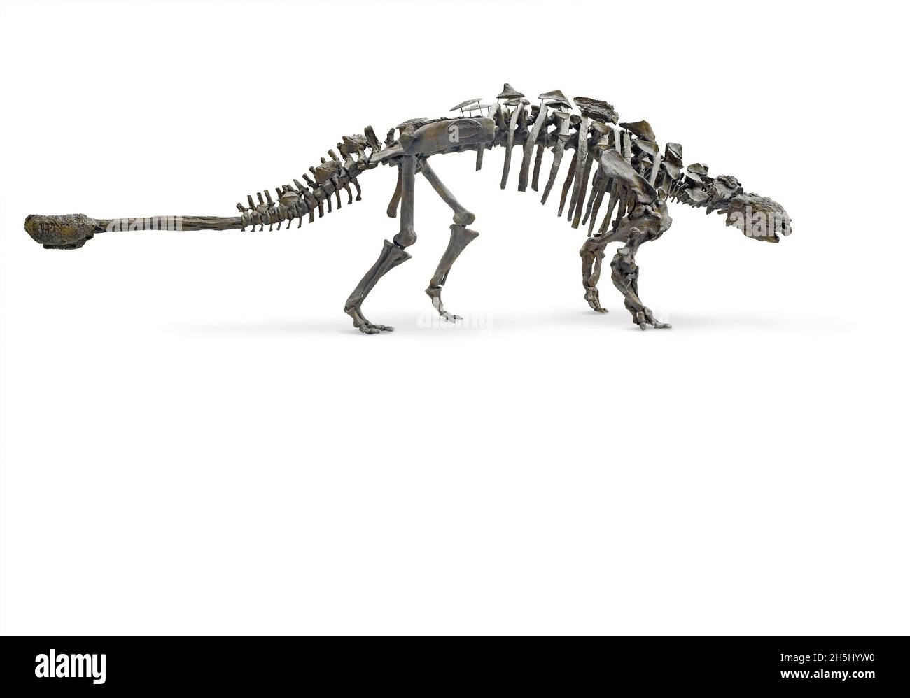 Dinosaur dinosaur euoplocephalus hi-res stock photography and images ...