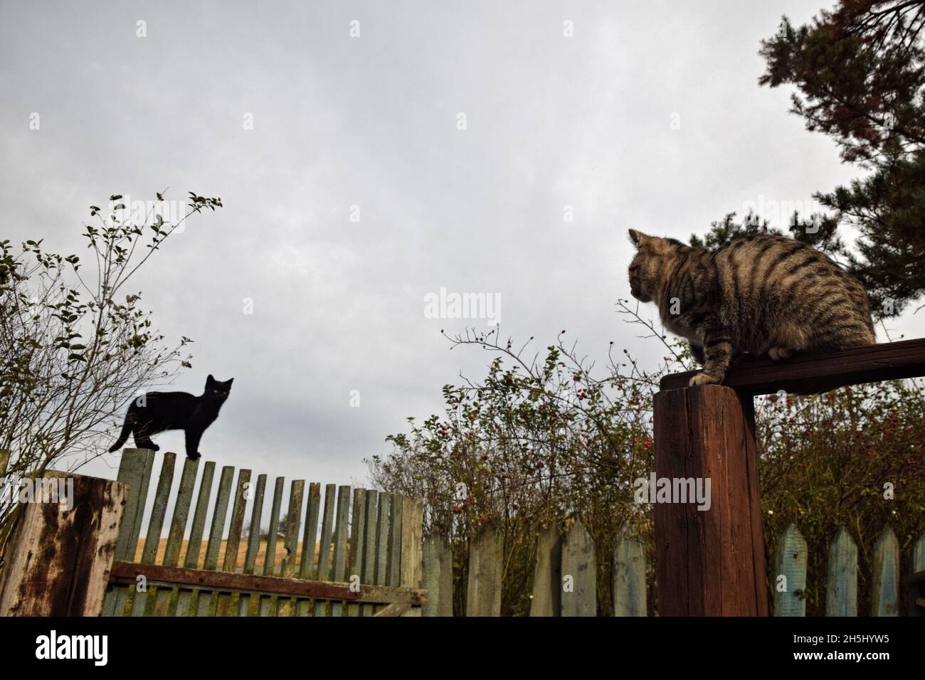 Two cats lurking near the bird feeder. Black cat and tabby cat sitting ...