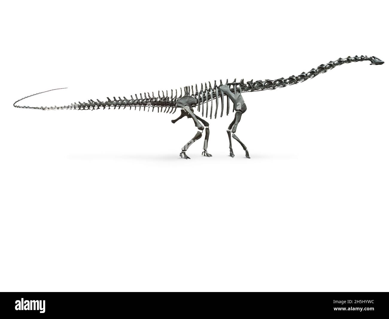 The skeleton of the diplodocus hi-res stock photography and images - Alamy