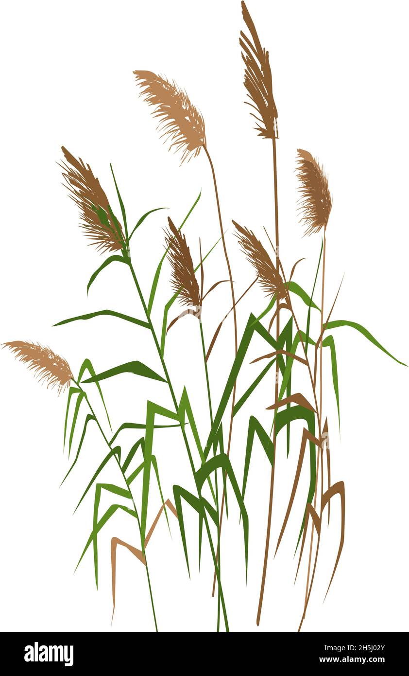 Vector hand drawing sketch with reeds.Cane silhouette on white ...