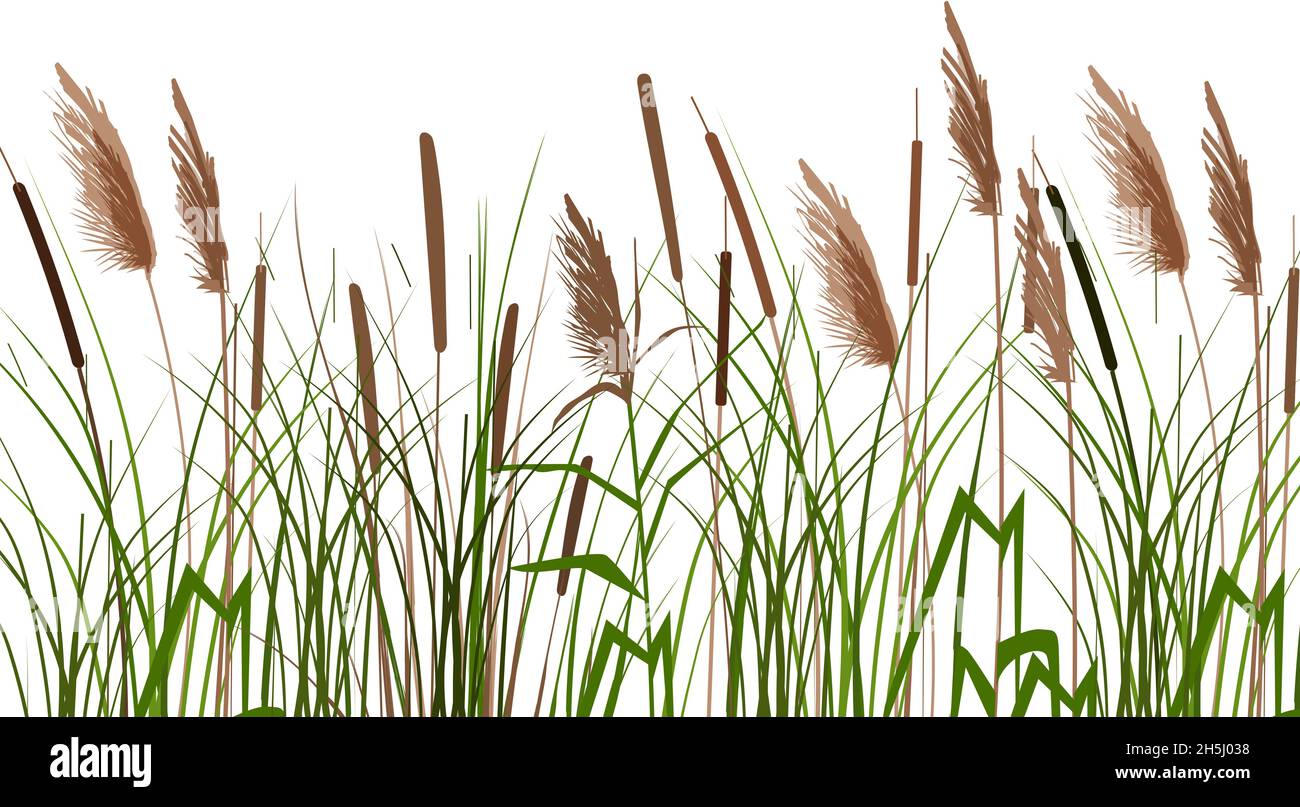 Vector hand drawing sketch with reeds.Cane silhouette on white ...