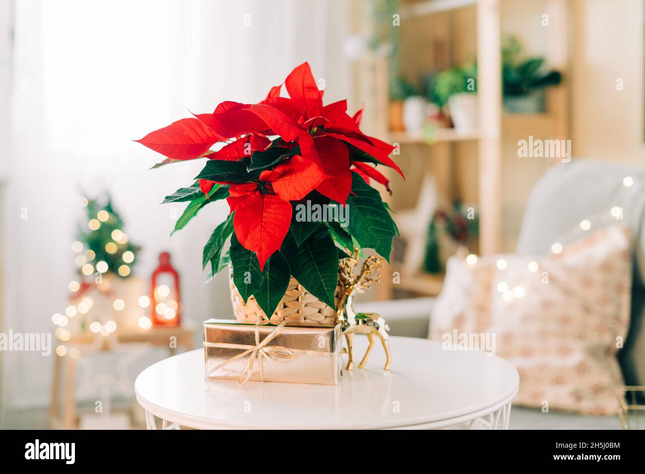 Poinsettia pot christmas light hi-res stock photography and images - Alamy