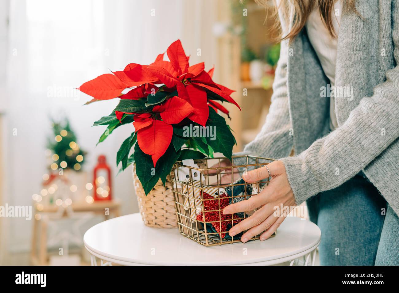 Beautiful poinsettia in wicker pot and woman hands preparing gifts in ...