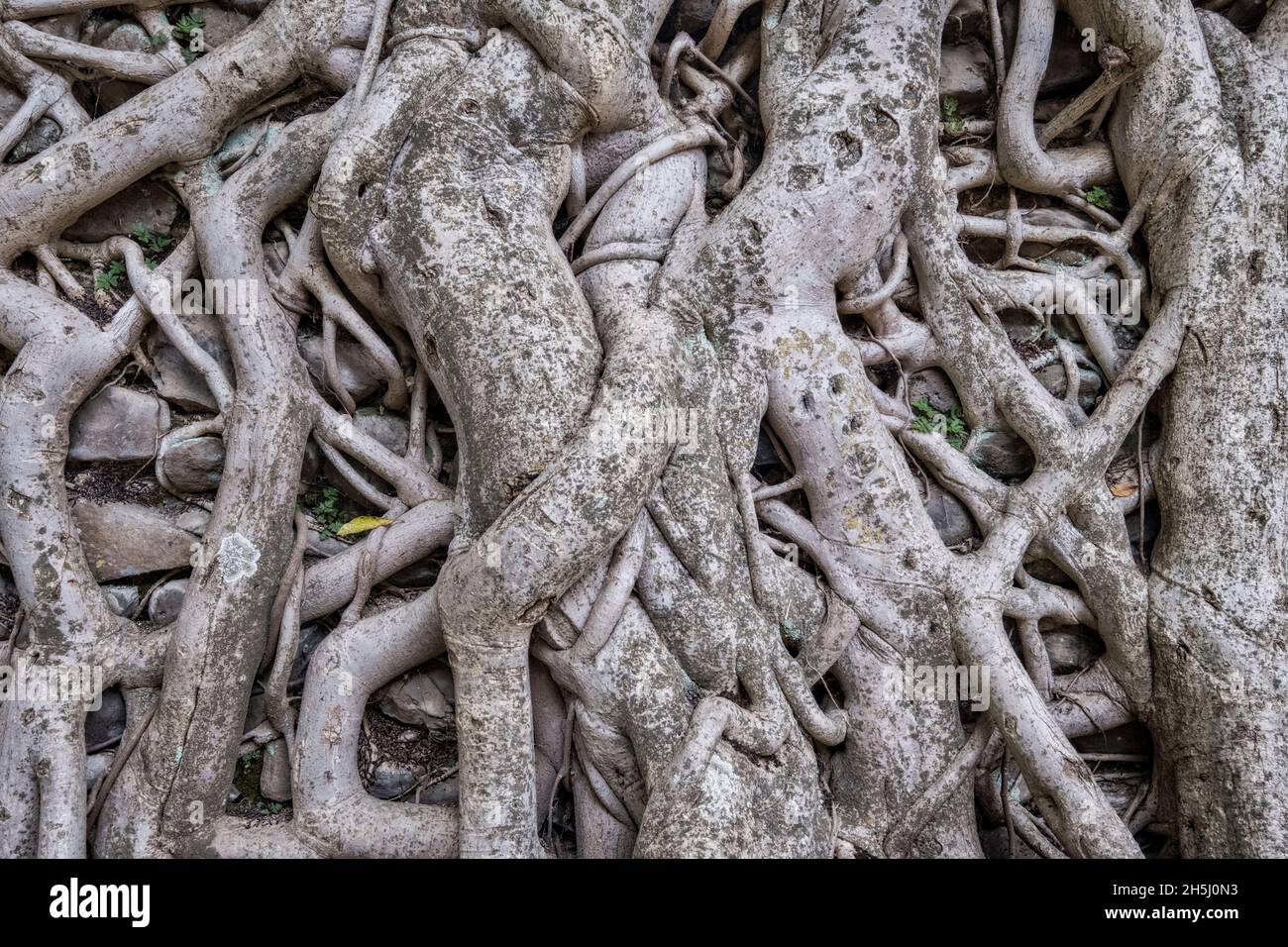 Fasiladas' Bath in Gondar, Ethiopia, Africa Stock Photo - Alamy