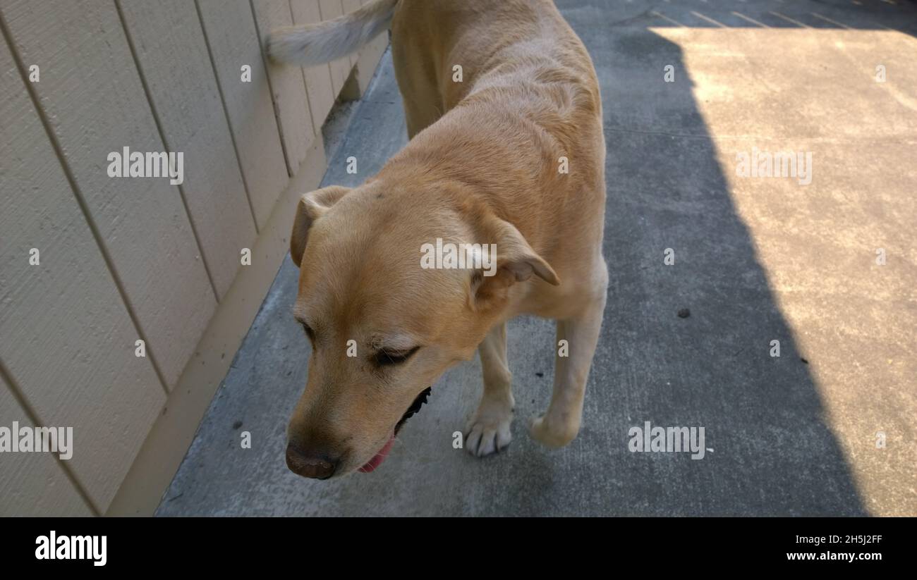 Cute Labrador cooling off in the shade on the patio Stock Photo - Alamy