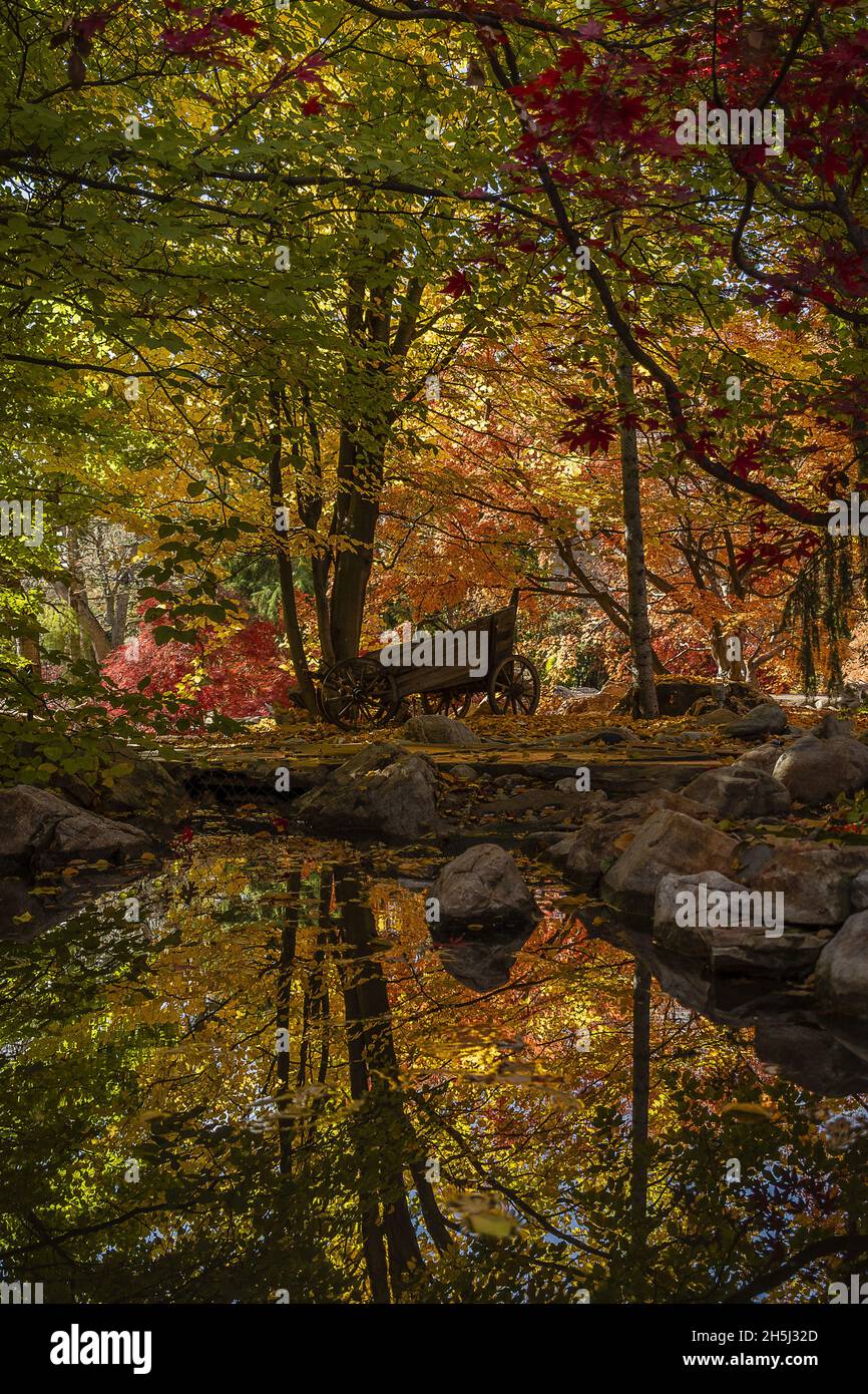 Vertical shot of colorful Aspen trees over a reflective pond in the Wasatch Mountains Stock ...