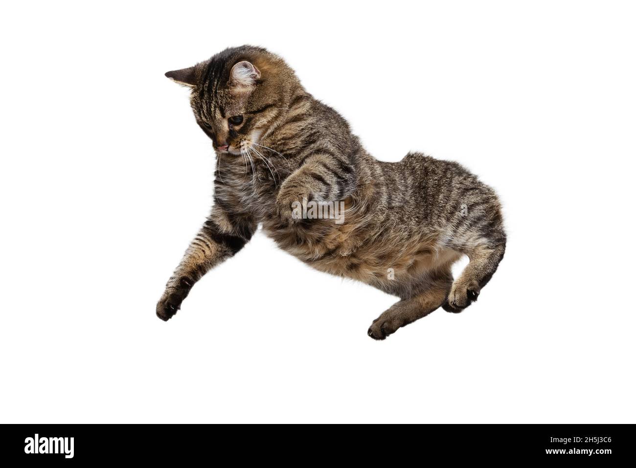 Portrait of beautiful playful breed cat jumping, flying isolated on ...