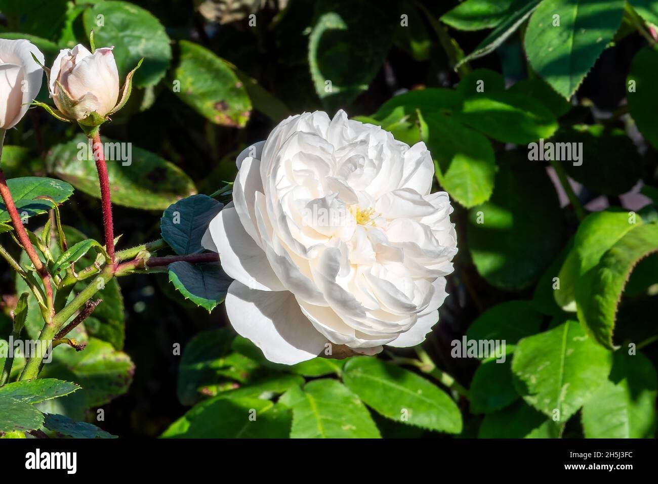Rose (rosa) 'Macmillan Nurse' a summer autumn fall flowering shrub ...