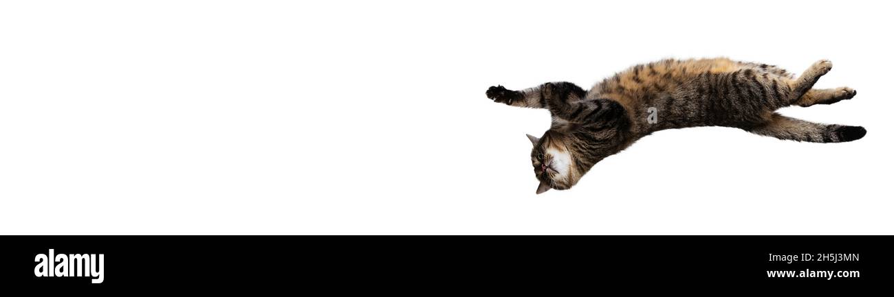 Portrait of beautiful playful breed cat jumping, flying isolated on ...