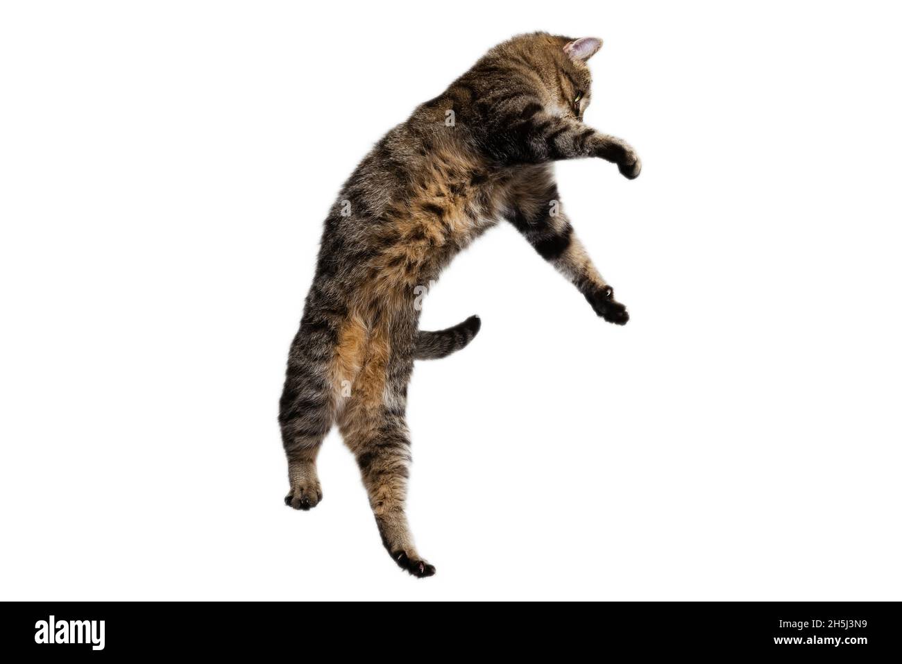 Portrait of beautiful playful breed cat jumping, flying isolated on ...